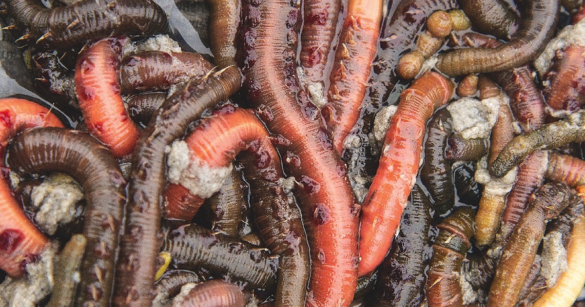 Sandorm - Tropica Fyn